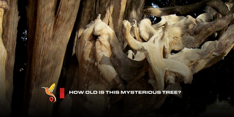 Sarv-e Abarkuh, the Oldest Iran Living Heritage | Easy GO Iran