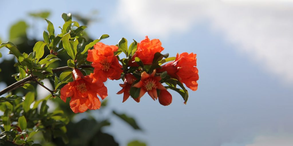 Persian Flowers from ancient Persia to Iranian culture | Easy GO Iran