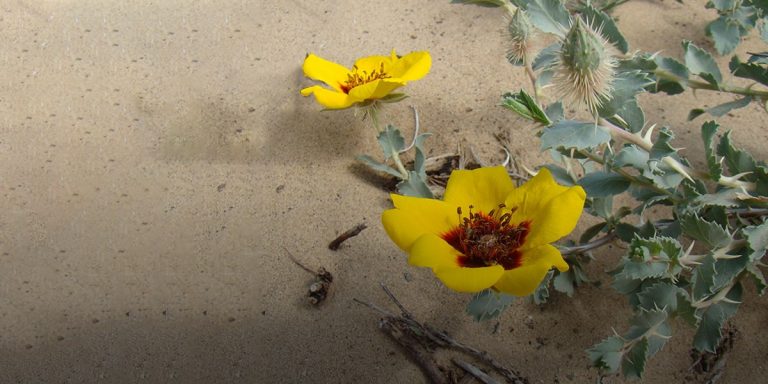 Persian Flowers from ancient Persia to Iranian culture | Easy GO Iran