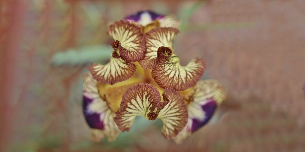 Persian Flowers from ancient Persia to Iranian culture | Easy GO Iran