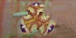 Iris Meda