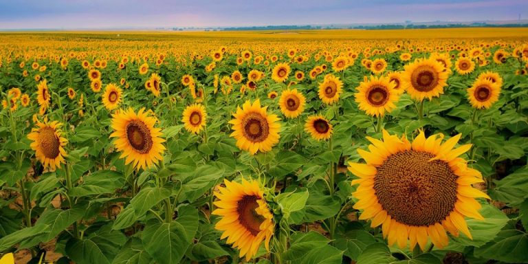 Persian Flowers from ancient Persia to Iranian culture | Easy GO Iran