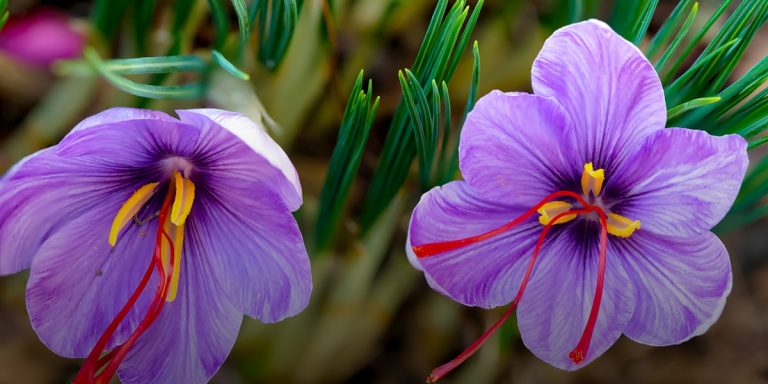 Persian Flowers from ancient Persia to Iranian culture | Easy GO Iran