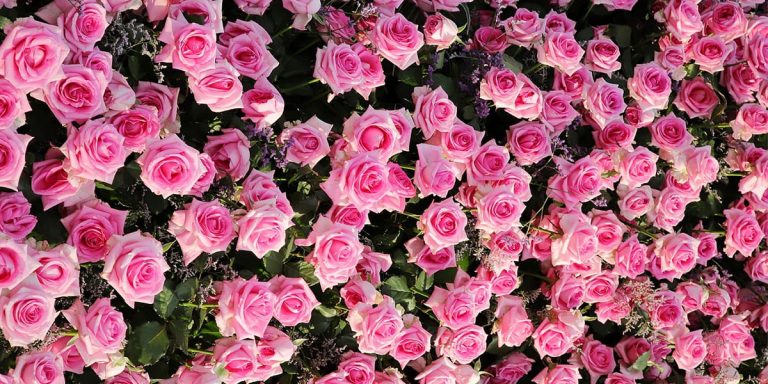 Persian Flowers from ancient Persia to Iranian culture | Easy GO Iran