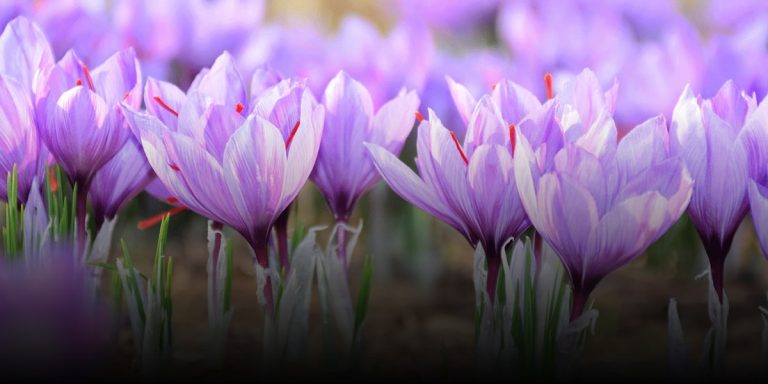 Persian Flowers from ancient Persia to Iranian culture | Easy GO Iran